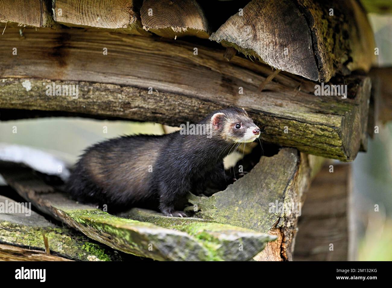 European polecat (Mustela putorius) also called ferret, sitting on wood ...