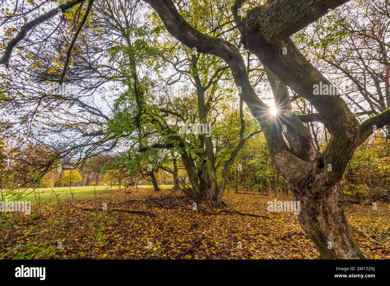 Kreuzeichenwiese hi-res stock photography and images - Alamy
