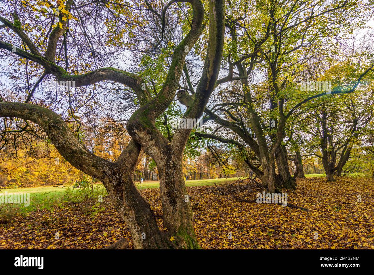 Autumn colors at clearing meadow kreuzeichenwiese in wienerwald vienna ...