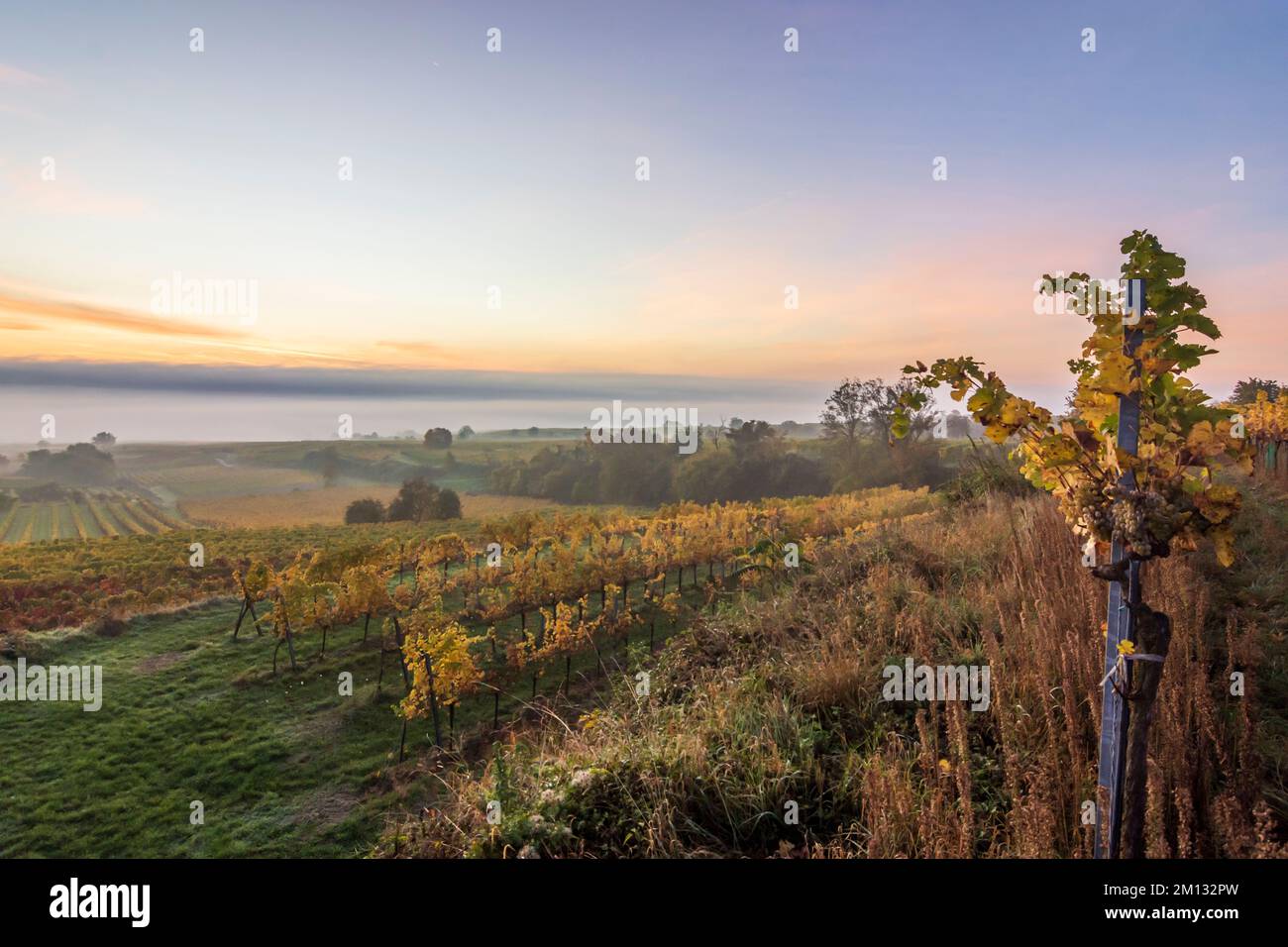 Krems an der Donau, autumn colors, vineyards of village Wagram ob der ...