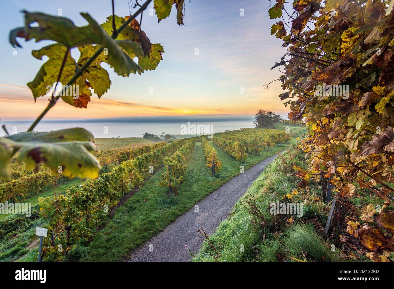 Krems an der Donau, autumn colors, vineyards of village Wagram ob der ...
