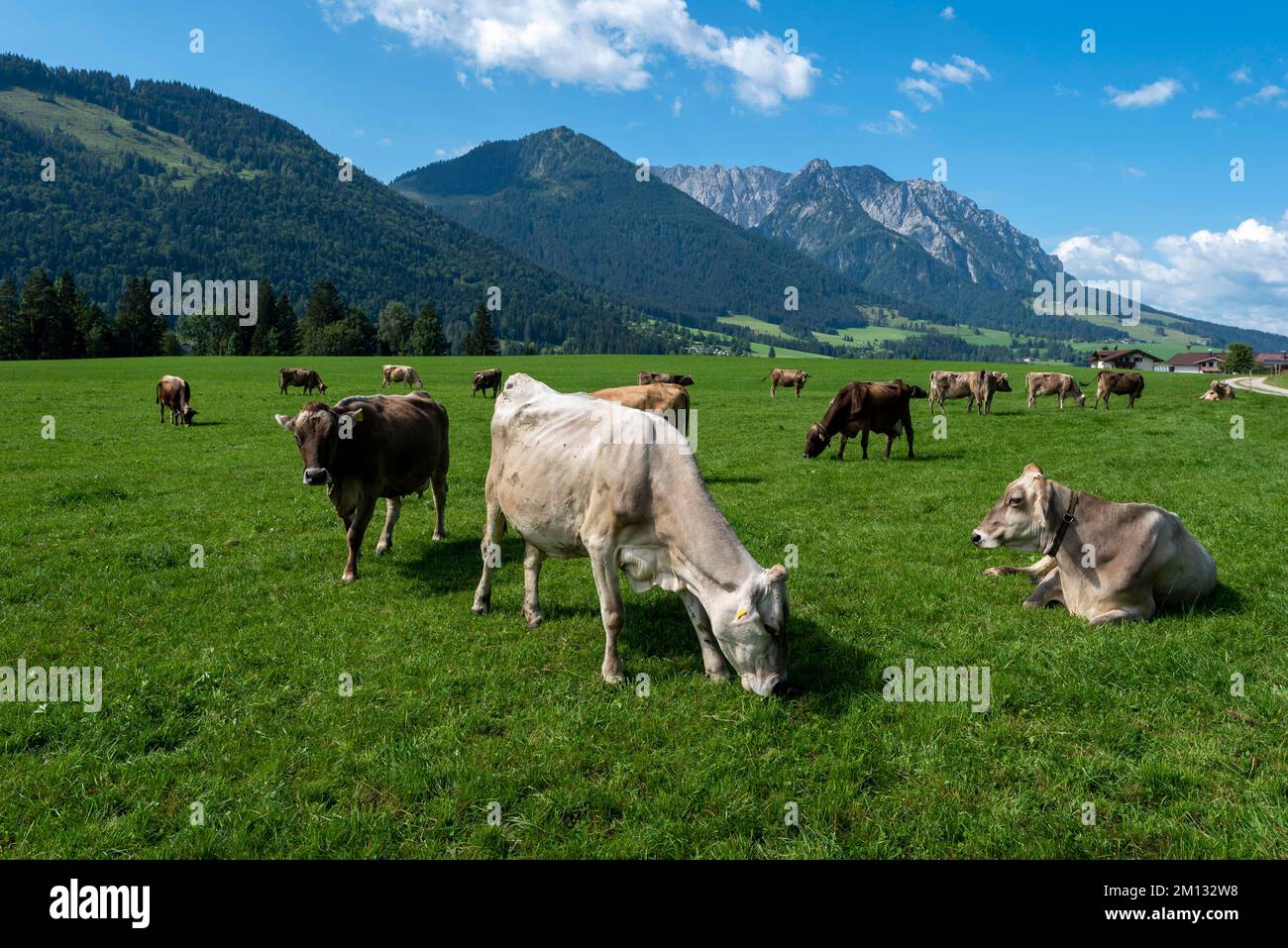 Alpine landscape with cows, Alpine cows at Walchsee, Kaiserwinkl, Tyrol ...