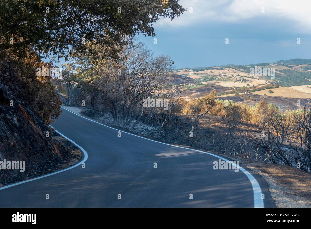 Steppe fire, burnt olive groves, burn marks, Cinigiano, Grosseto ...