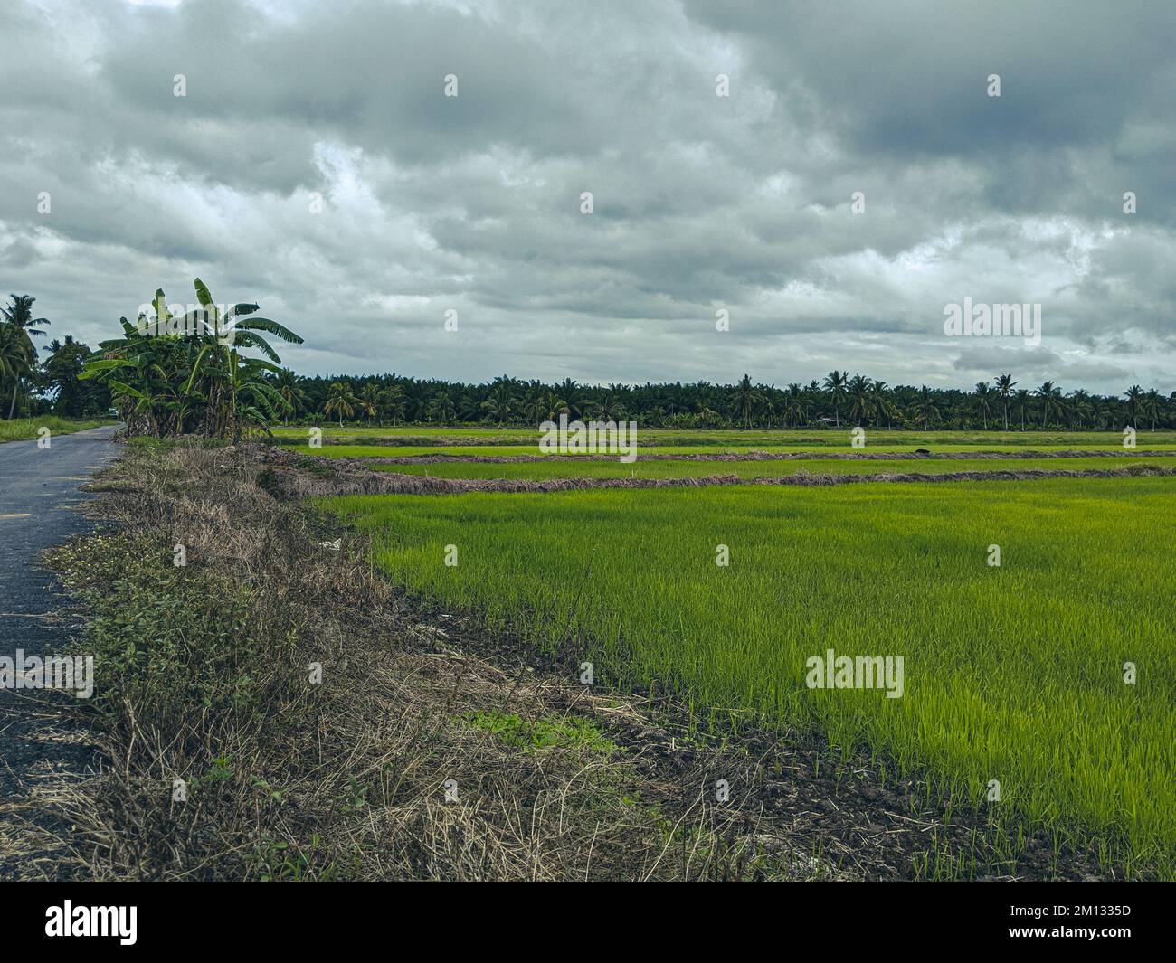 A rural road surrounded by rice field with cloudy sky in the background ...