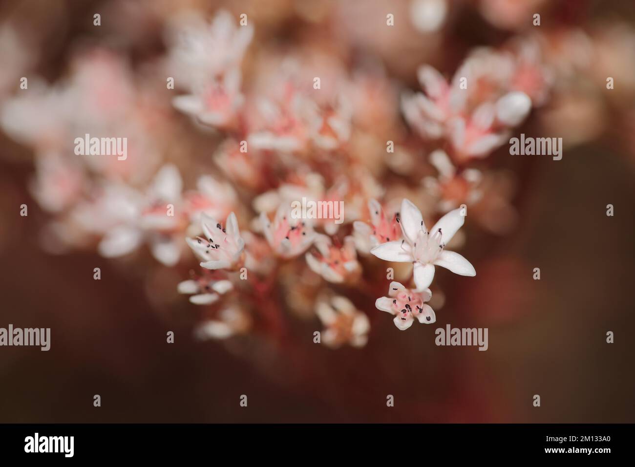 Flower of white stonecrop (Sedum album), detail, macro, nature ...