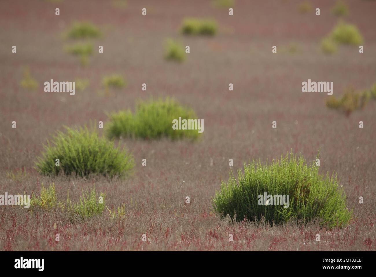 Mudflat landscape with Common glasswort (Salicornia europaea), plain ...