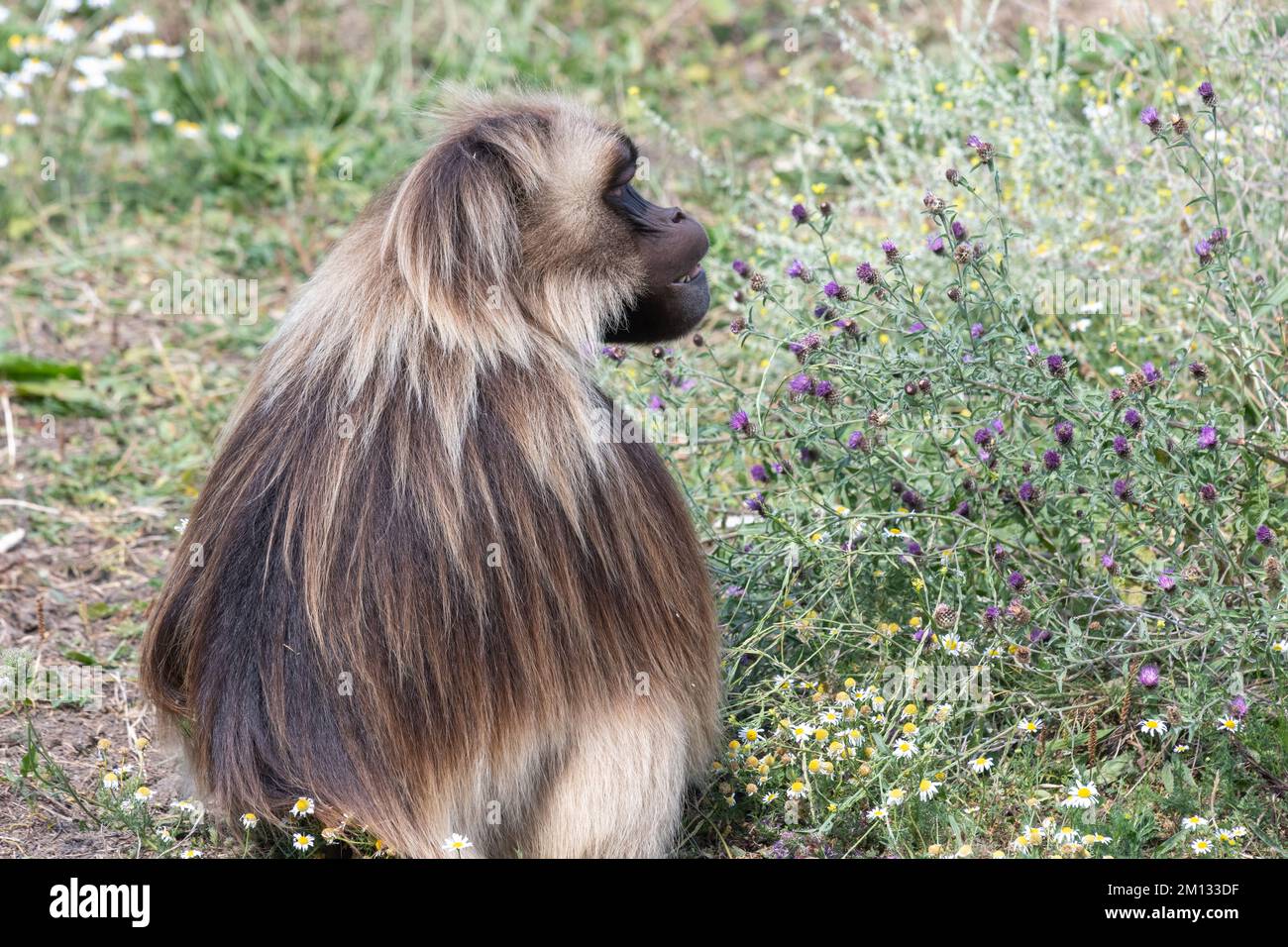 Portrait of a gelada (theropithecus gelada) monkey in a meadow Stock ...
