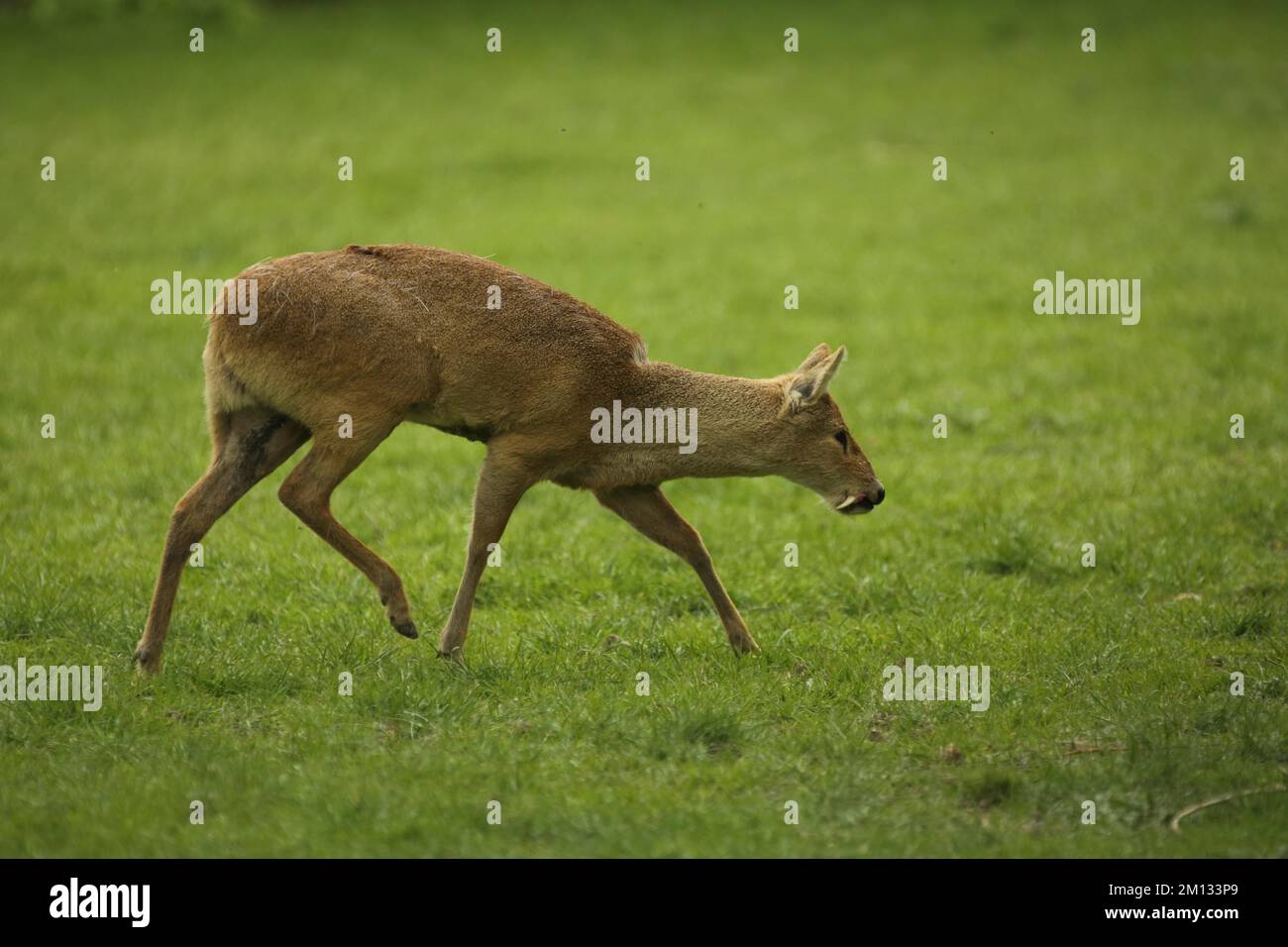 Chinese water deer (Hydropotes inermis), male, teeth, deers (Cervidae ...