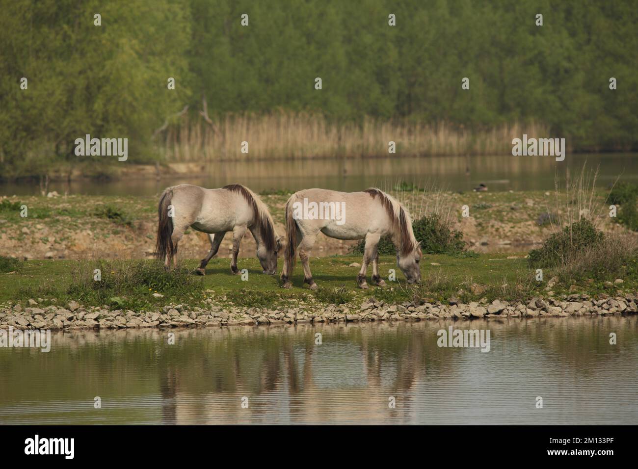 Tarpan (Equus ferus ferus), two, landscape, lake, shore, environment ...
