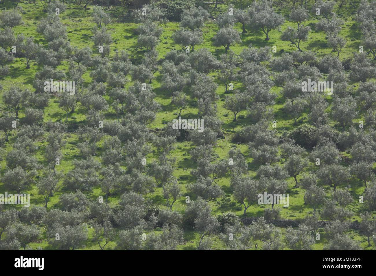 Dehesa with olive tree (Olea europaea), view from above, grove ...