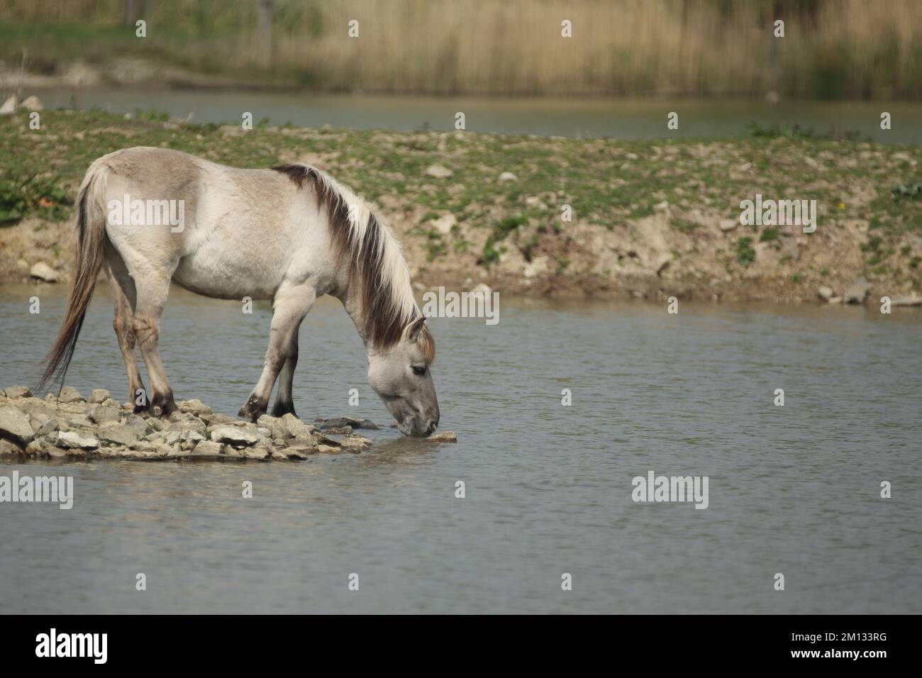 Tarpan (Equus ferus ferus), shore, water, drink, lake, environment ...