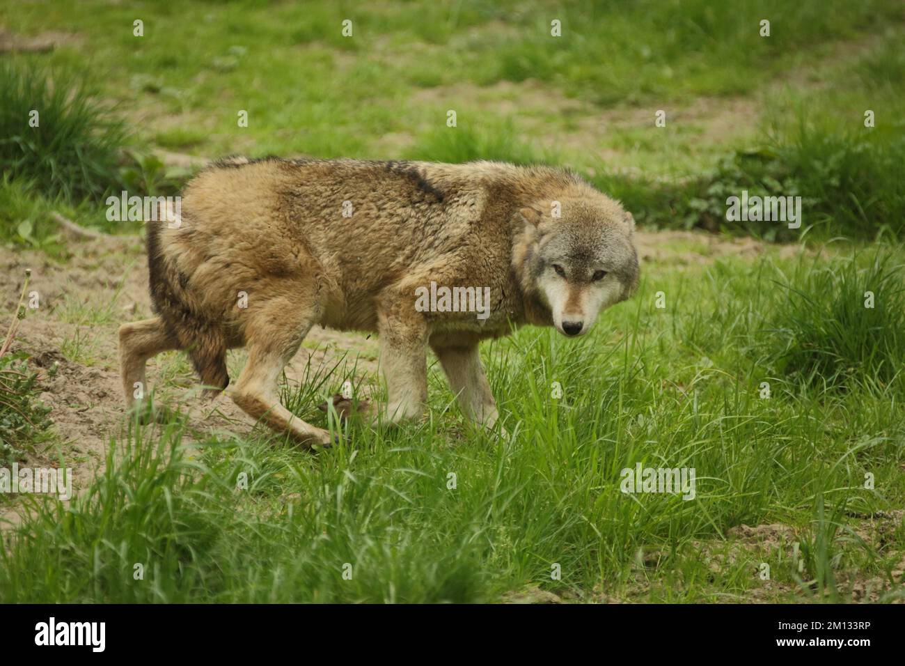 European gray wolf (Canis lupus lupus), tail, down, submissive, rank ...