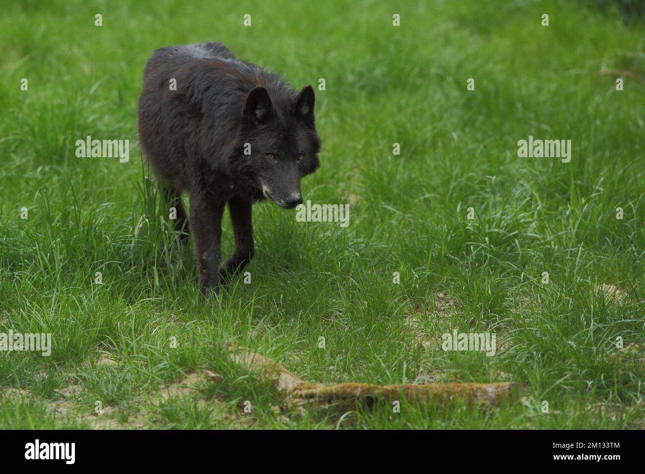 Mackenzie valley wolf (Canis lupus occidentalis), black, captive Stock ...