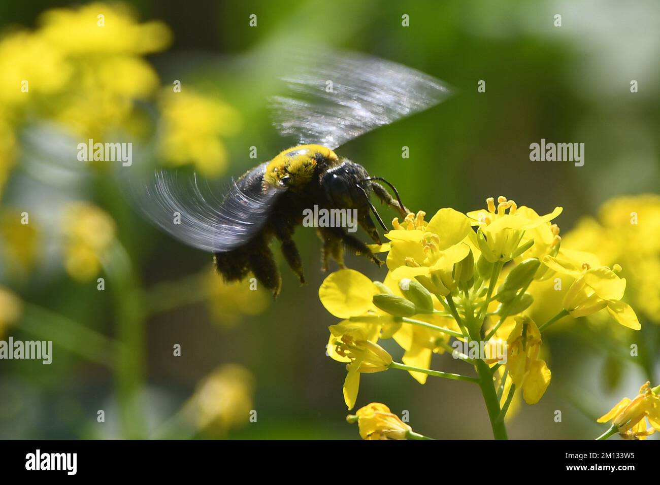 Bee on mustard flower hi-res stock photography and images - Alamy