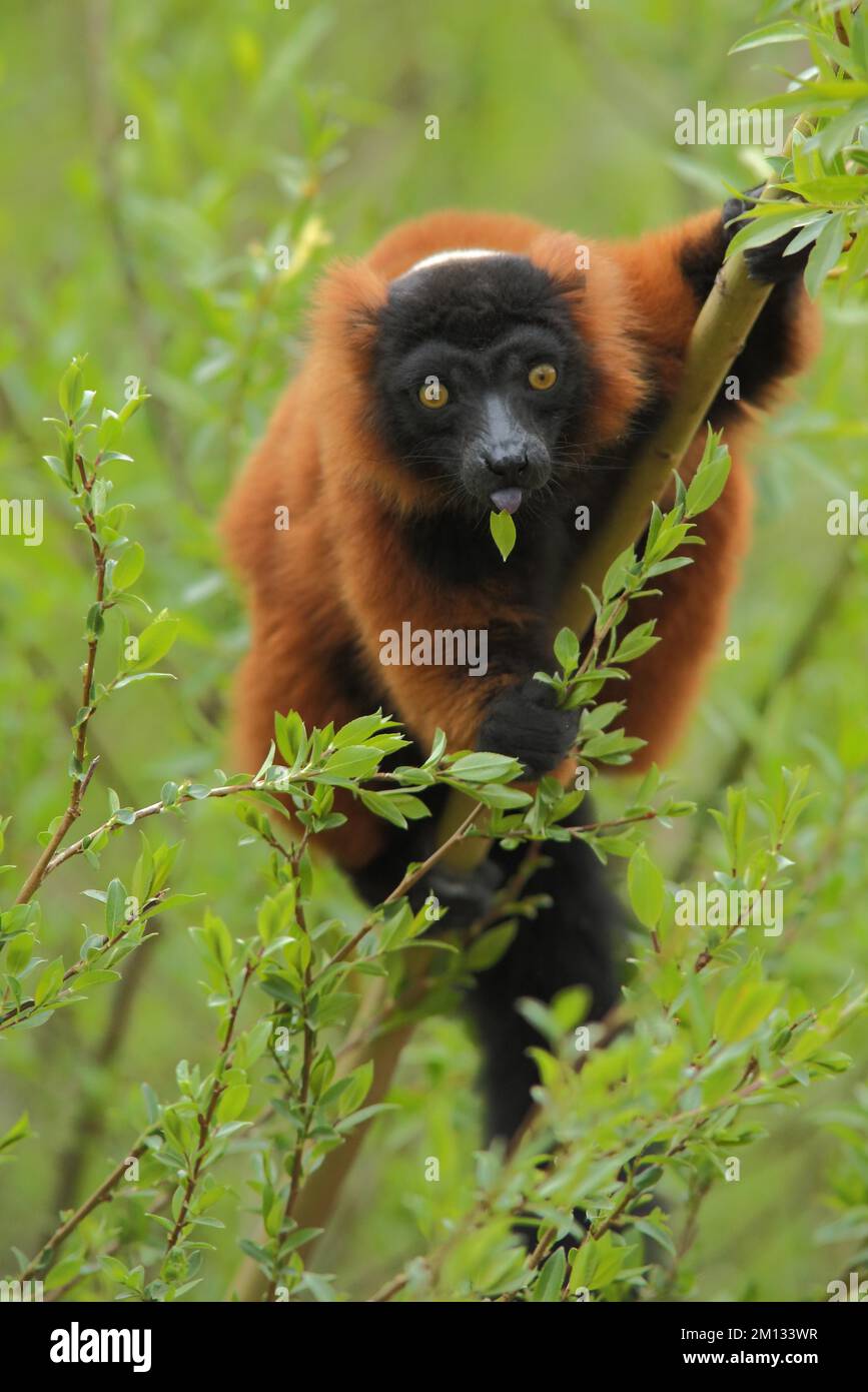 Red ruffed lemur tongue hi-res stock photography and images - Alamy