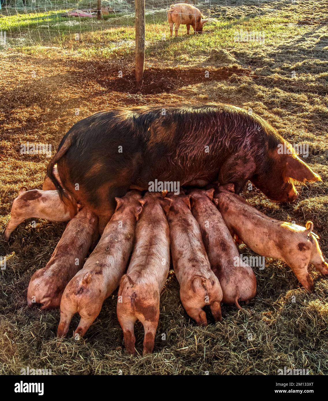 Fertile sow lying on straw hi-res stock photography and images - Alamy
