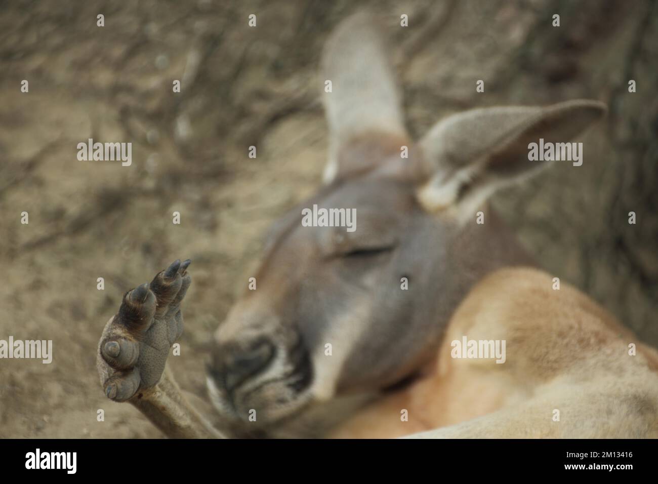 Red kangaroo (Macropus rufus), paw, claws, leg, pads, detail, face ...