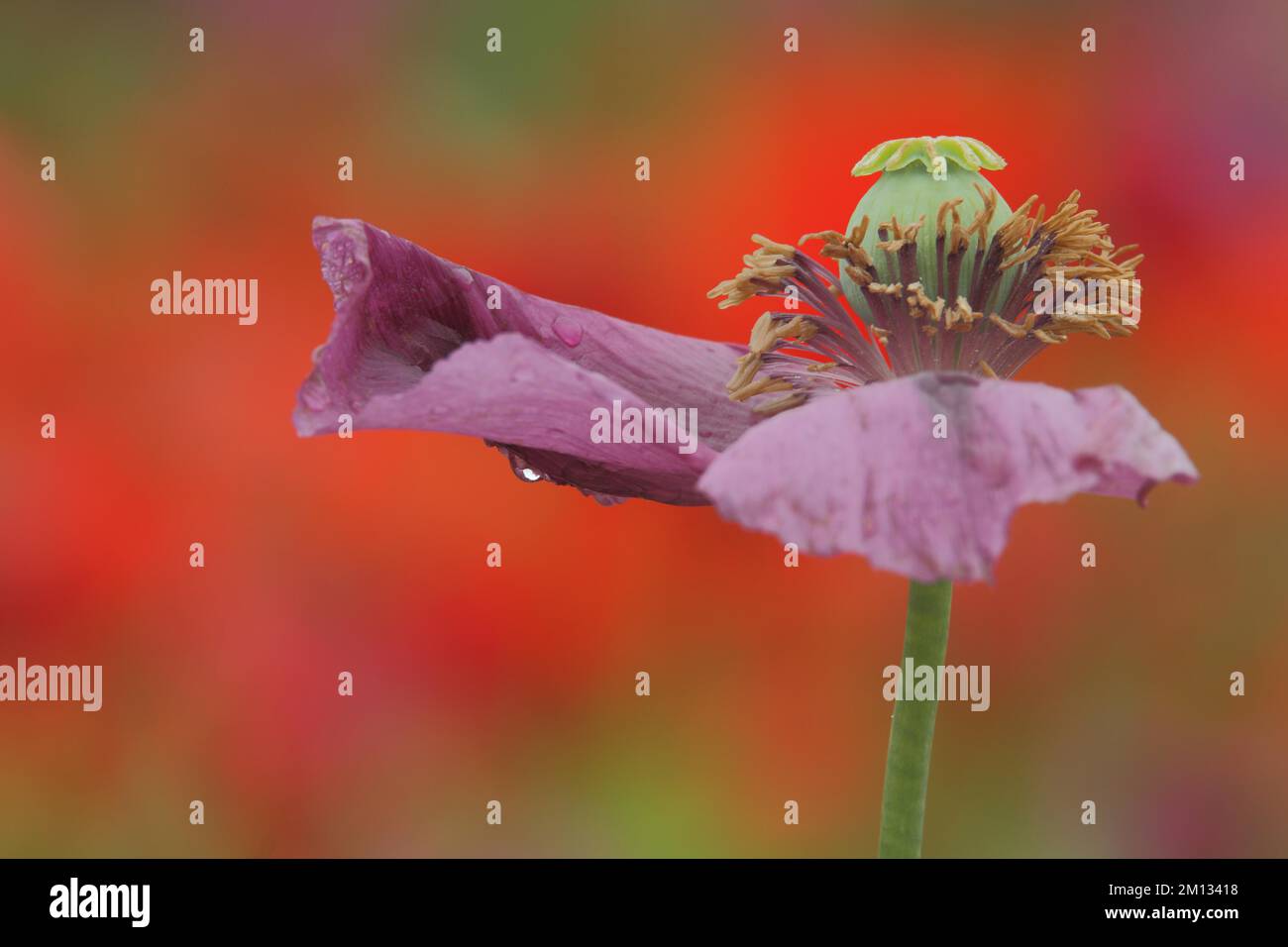 Withered flower of the opium poppy (Papaver somniferum) with water ...
