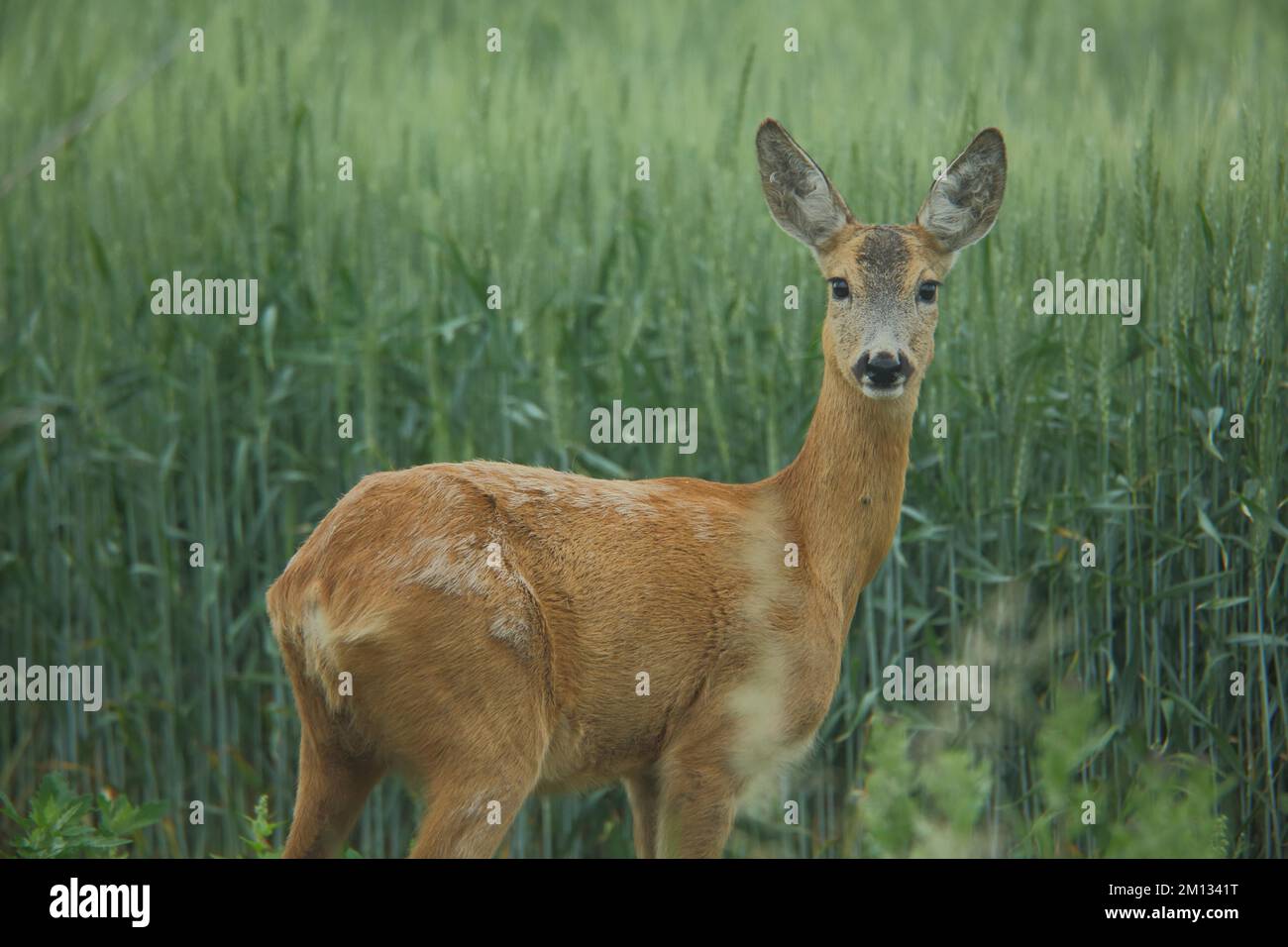 European roe deer (Capreolus capreolus) in front of grain field, behind ...