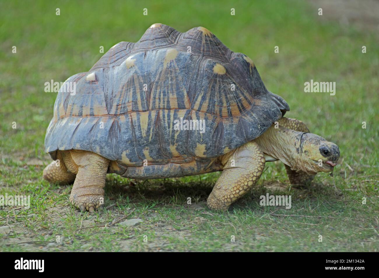 Radiated tortoise (Astrochelys radiata), walking, captive Stock Photo ...