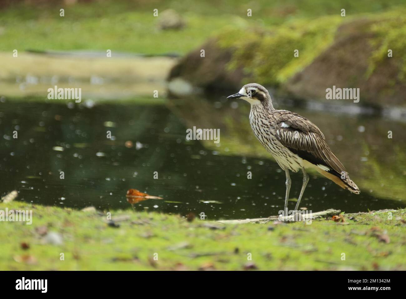 Inca Stone-Curlew (Burhinidae) (Burhinus superciliaris), Peruvian Stone ...