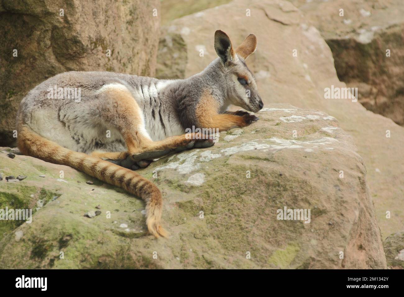 Yellow-footed rock-wallaby (Petrogale xanthopus), lying, rocks ...
