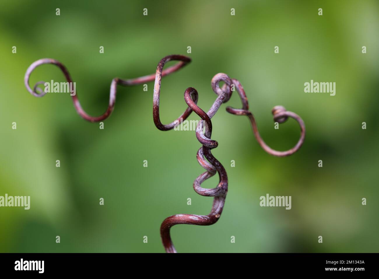 Spiral vine (Vitis vinifera) in detail, branch, spiral, twisted, bent ...