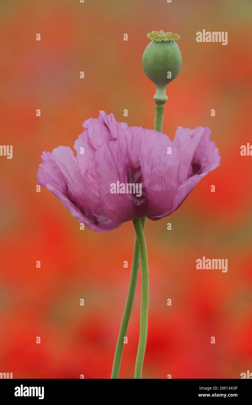 Flower and fruit capsule of the opium poppy (Papaver somniferum), fruit ...