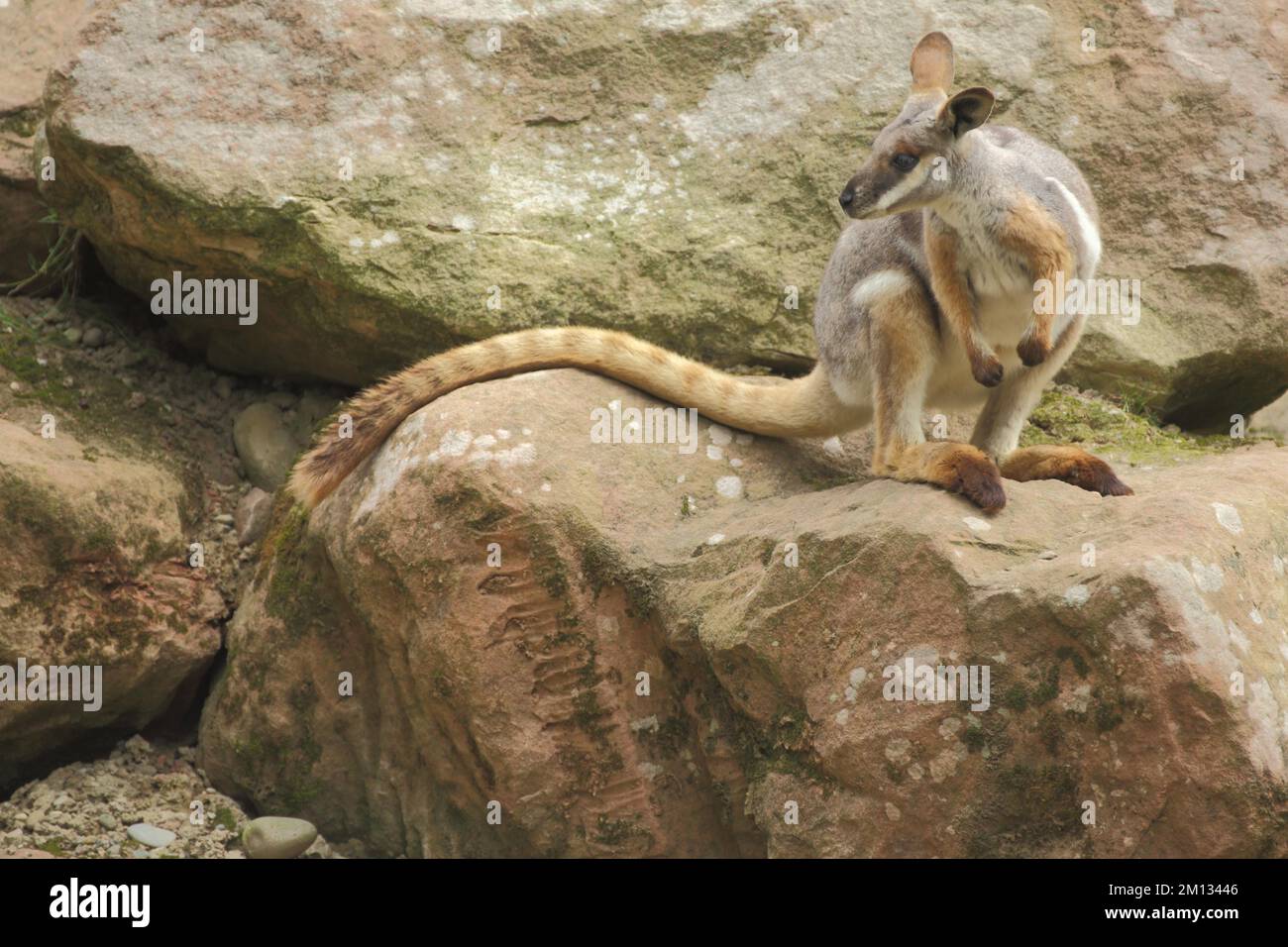 Yellow-footed rock-wallaby (Petrogale xanthopus), rocks, captive Stock ...