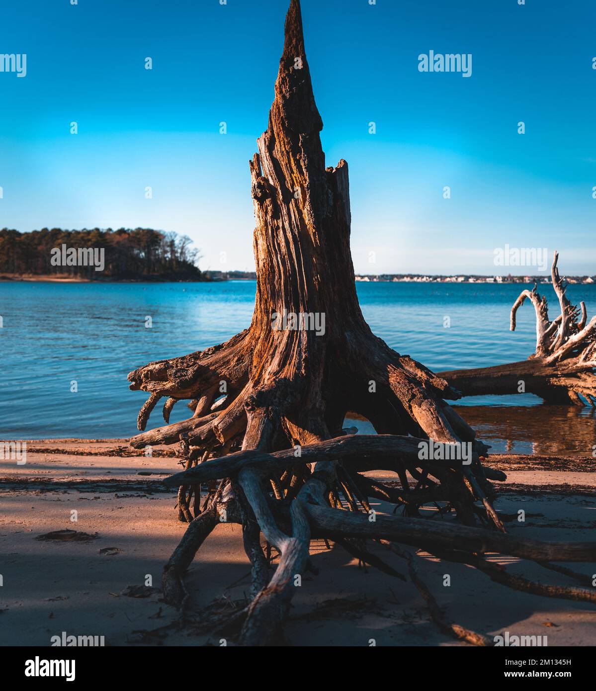 Tree Trunk on the Shore Stock Photo - Alamy