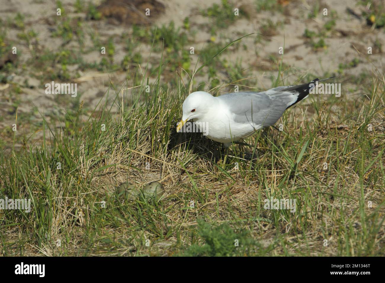 European herring gull (Larus argentatus) nesting in grassy meadow ...