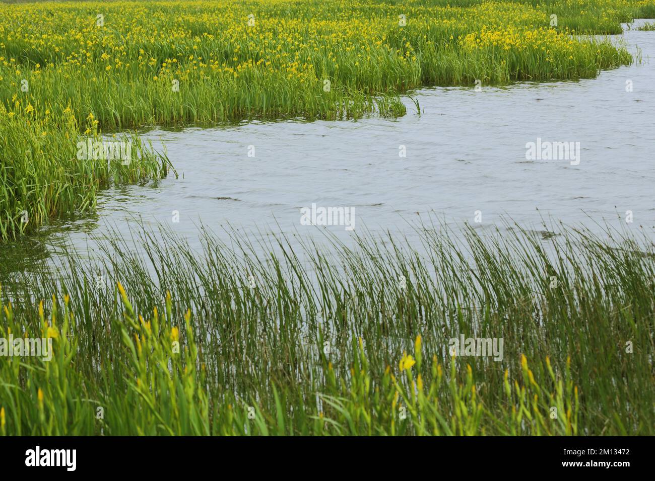 Lake shore with yellow flag (Iris pseudacorus), flower meadow, lake ...