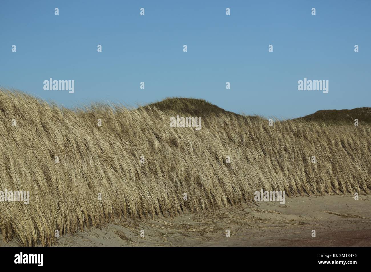 Planting of european marram grasses (Ammophila arenaria) to protect the ...
