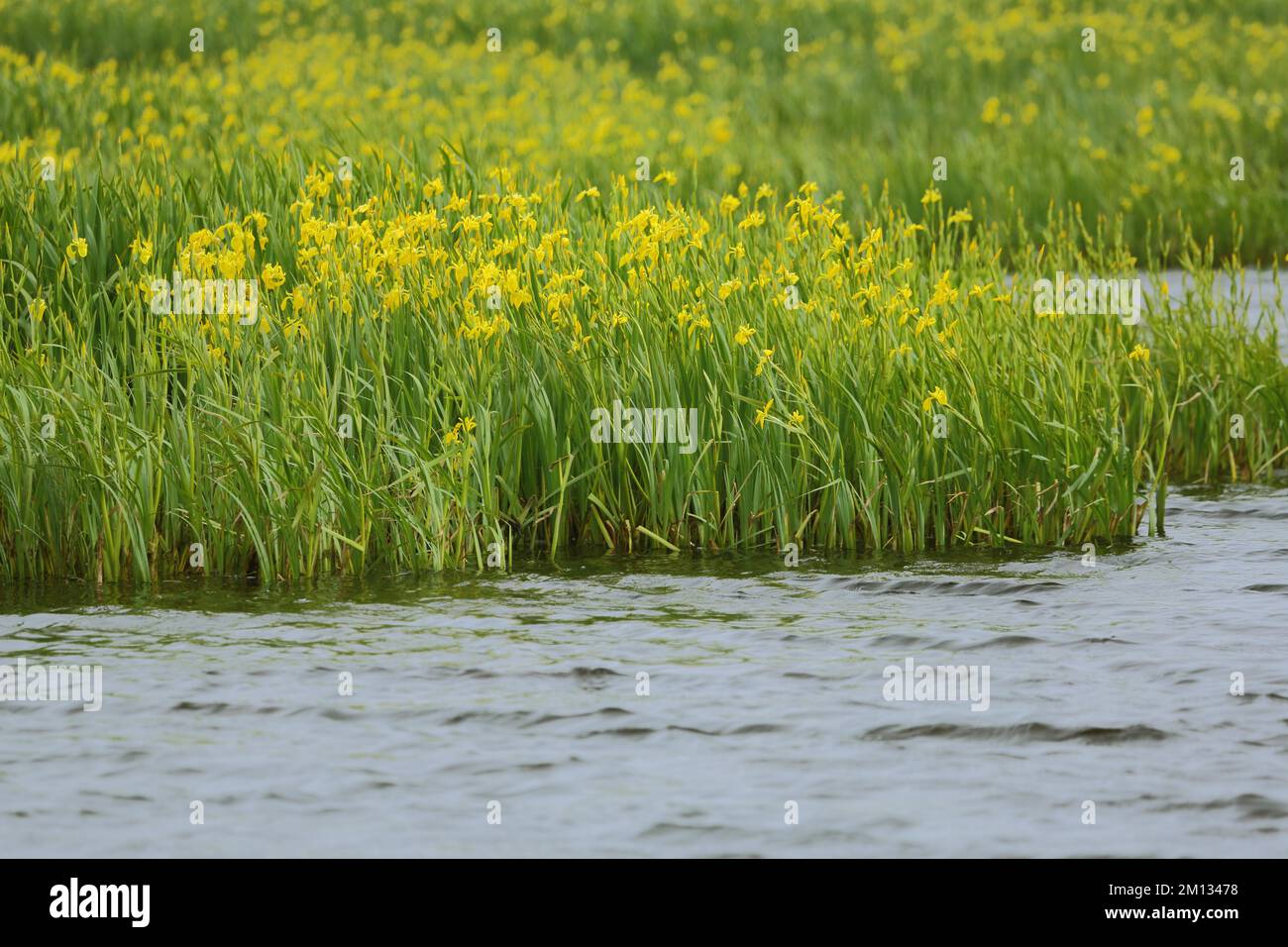 Lake shore with yellow flag (Iris pseudacorus), flower meadow ...