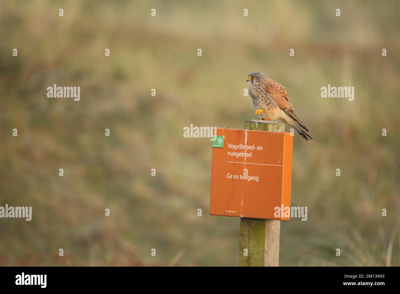 Common kestrel (Falco tinnunculus) on post with inscription Bird ...