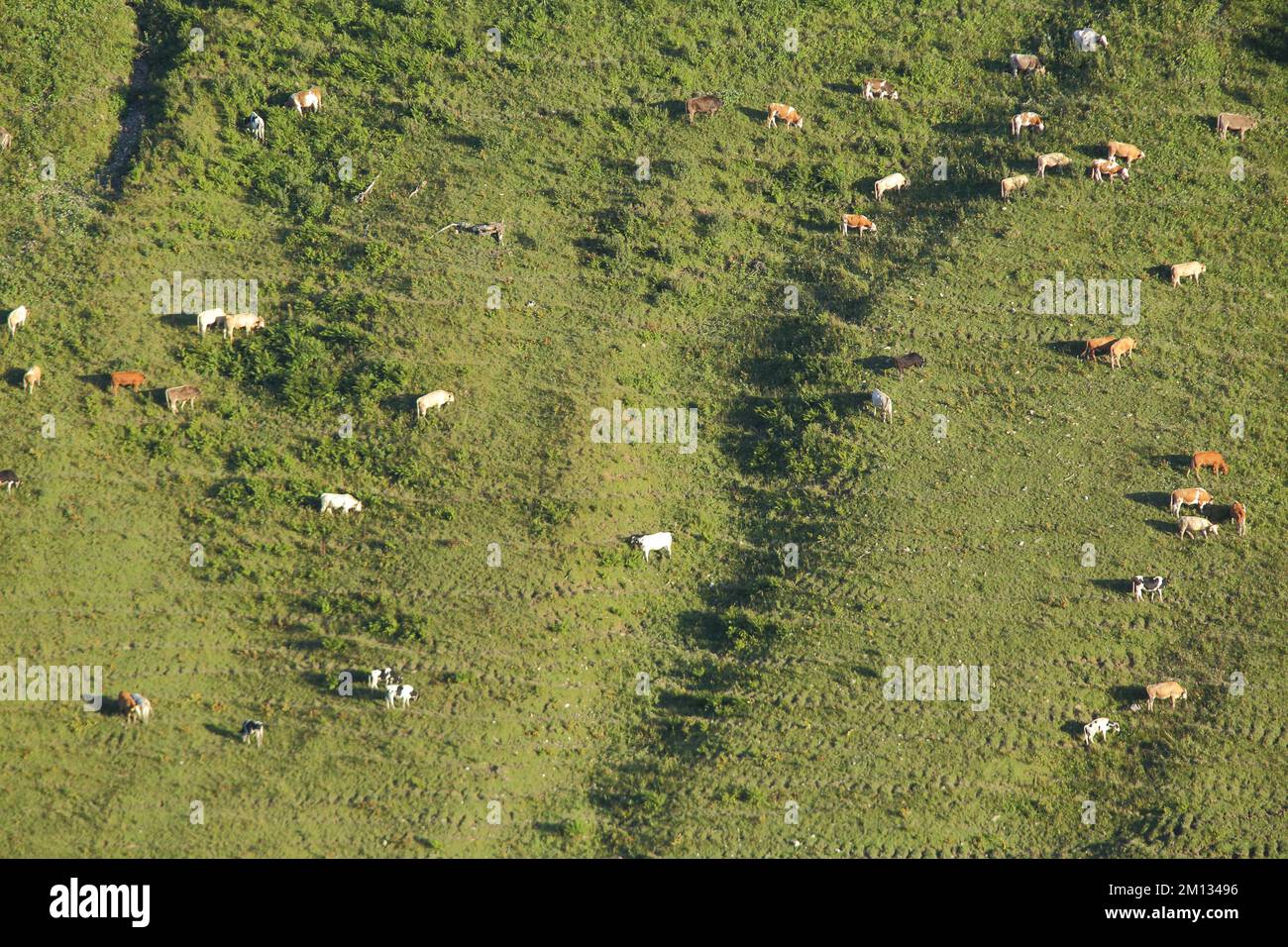 View of pasture with herd of cows, view from above, bird's eye view ...