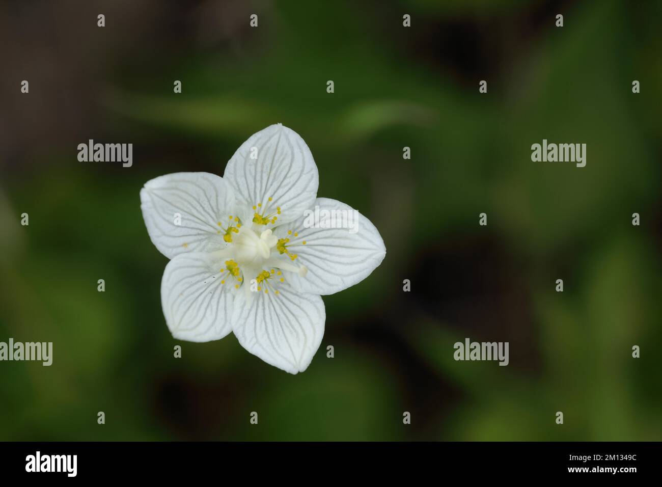 Flower with pistil and stigma of marsh grass-of-parnassus (Parnassia ...