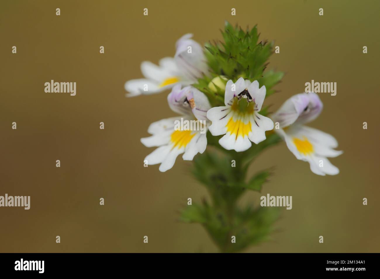 Common Eyebright (Euphrasia rostkoviana), detail, nature, Common ...