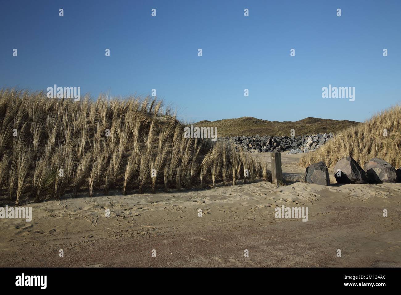 Planting of european marram grasses (Ammophila arenaria) to protect the ...