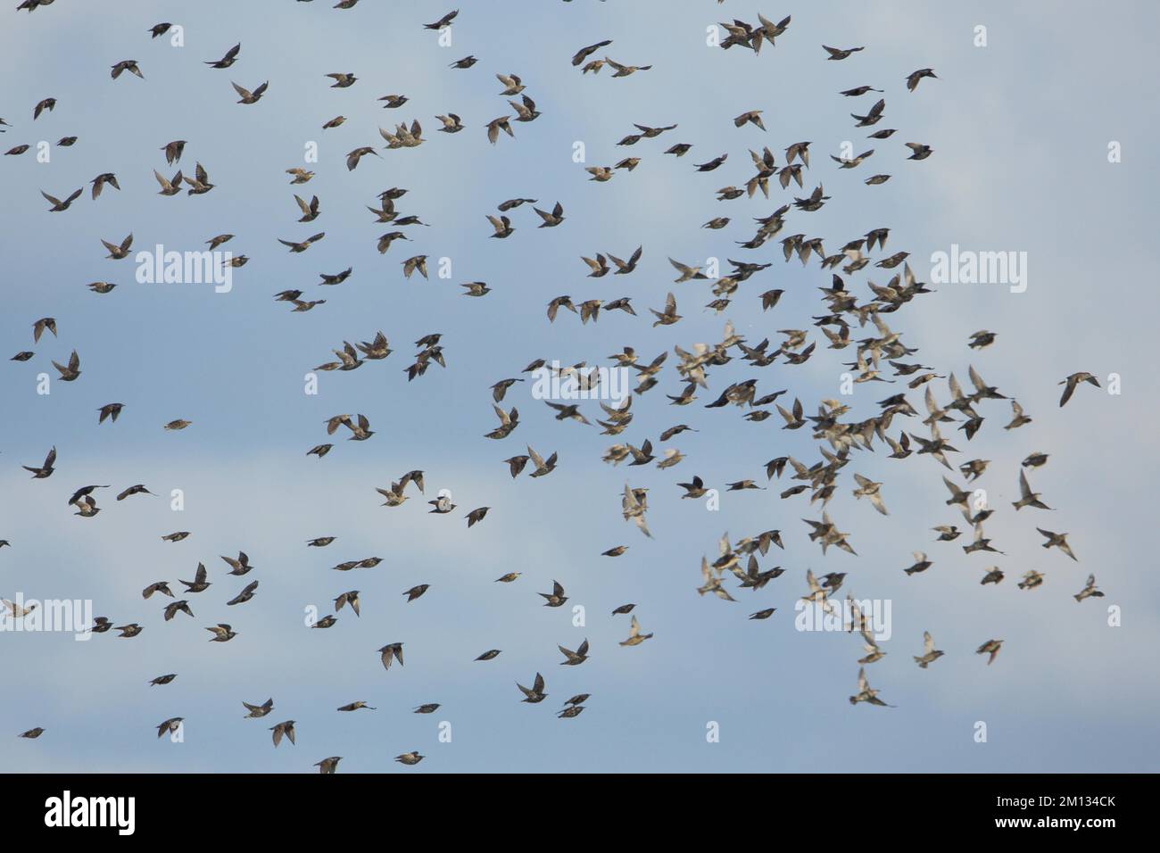 Group of common starling (Sturnus vulgaris) in flight, troop, migratory ...