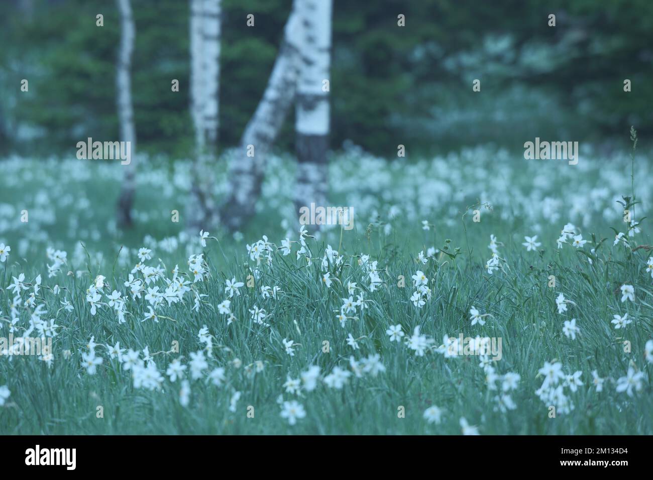 Flower meadow with poet's daffodil (Narcissus poeticus), blur, tree ...