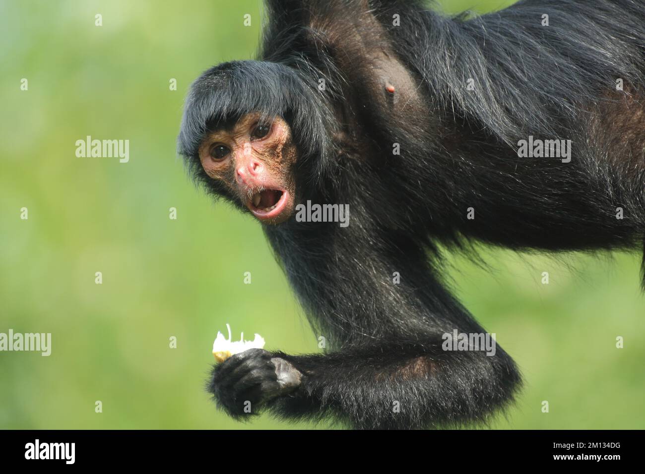 Red-faced spider monkey (Ateles paniscus), portrait, feeding, hanging ...