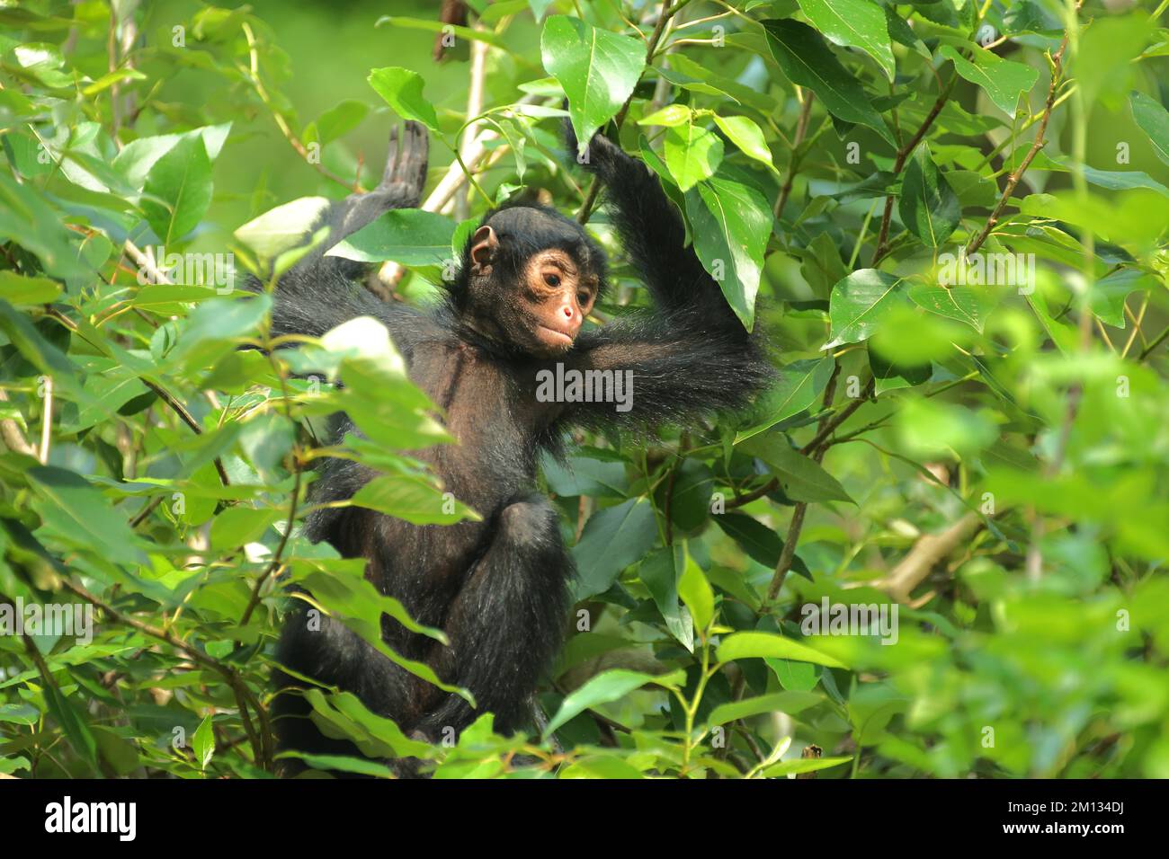 Red-faced spider monkey (Ateles paniscus), captive Stock Photo - Alamy