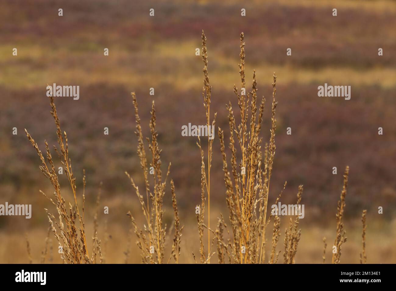 Purple moor grass (Molinia caerulea), blades of grass, Lac de ...