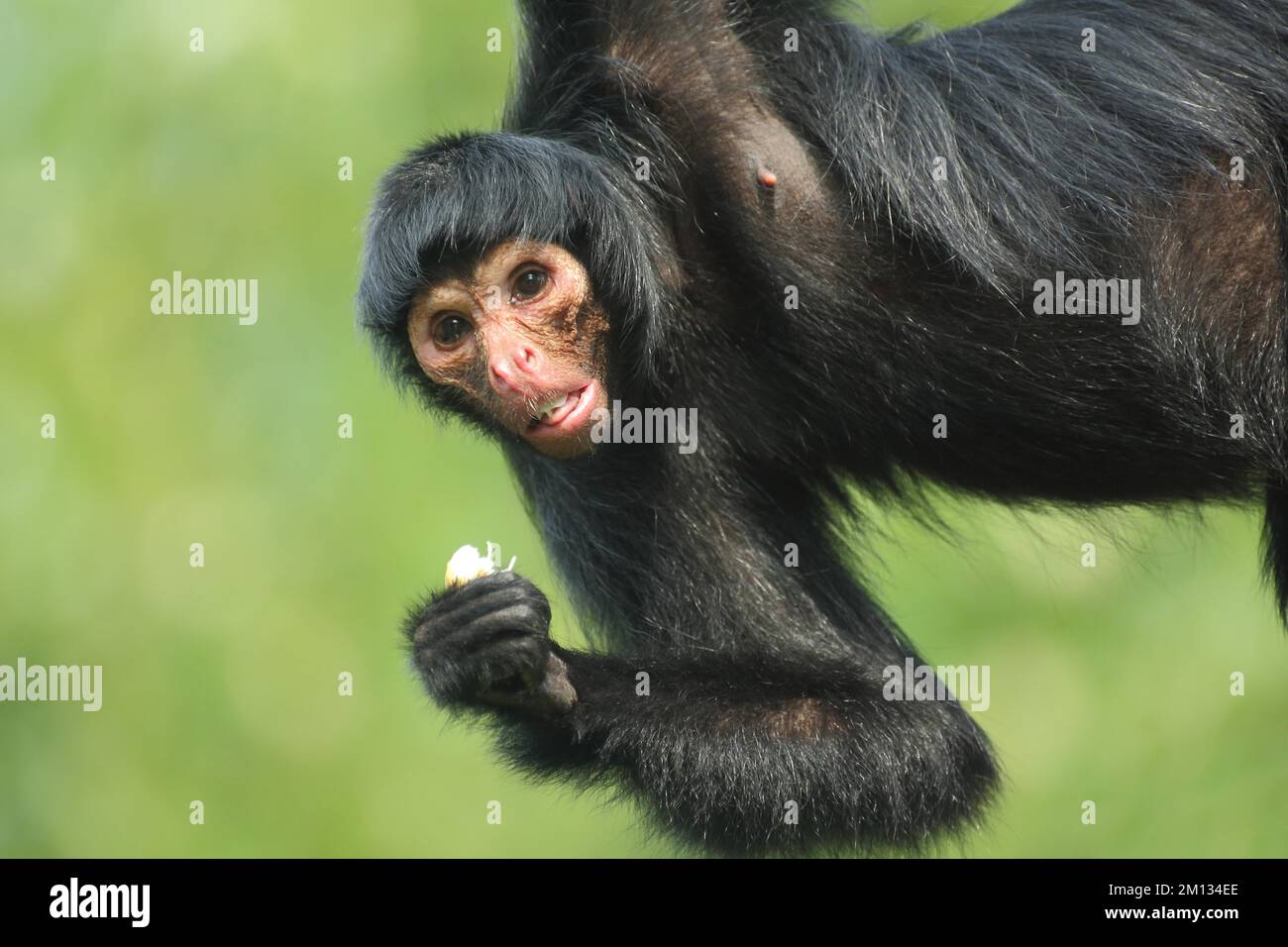 Red-faced spider monkey (Ateles paniscus), portrait, feeding, hanging ...