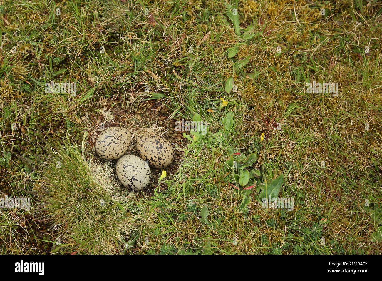 Brood with three eggs in the nest of the eurasian oystercatcher ...