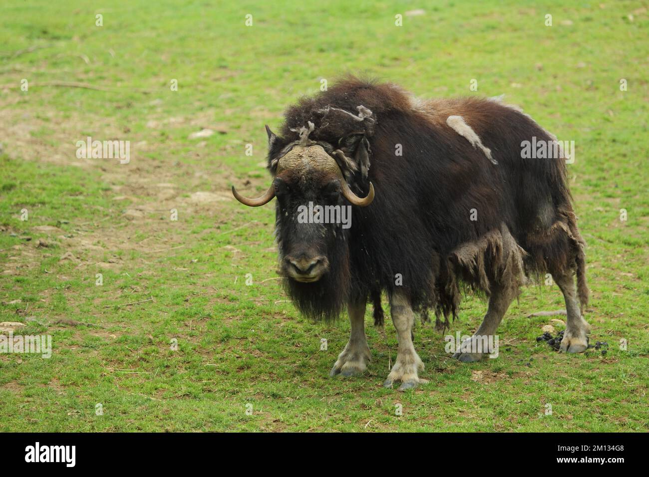 Alaskan muskox (Ovibos moschatus moschatus), Canadian muskox, muskox ...