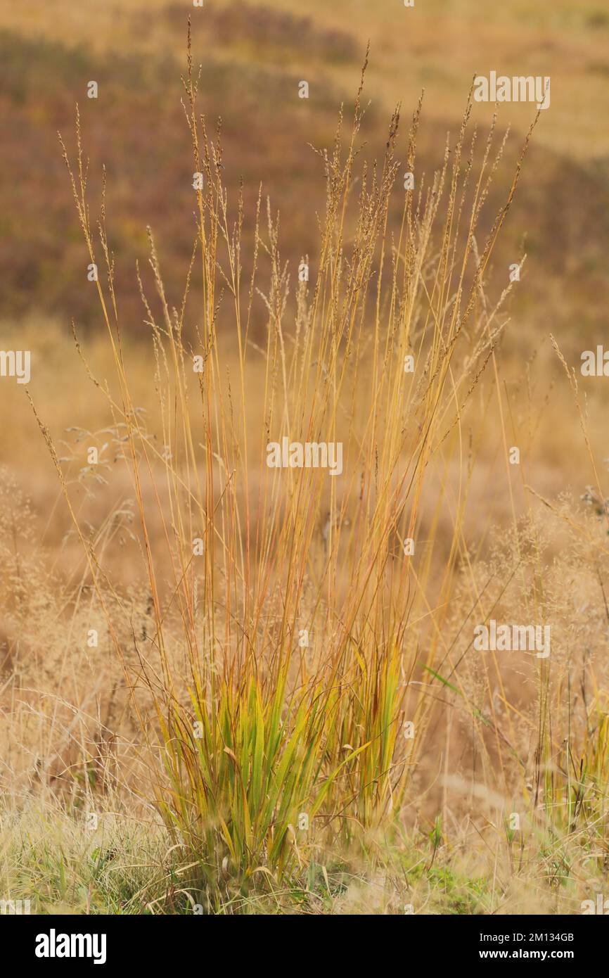 Purple moor grass (Molinia caerulea), perennial, tuft of grass, horst ...