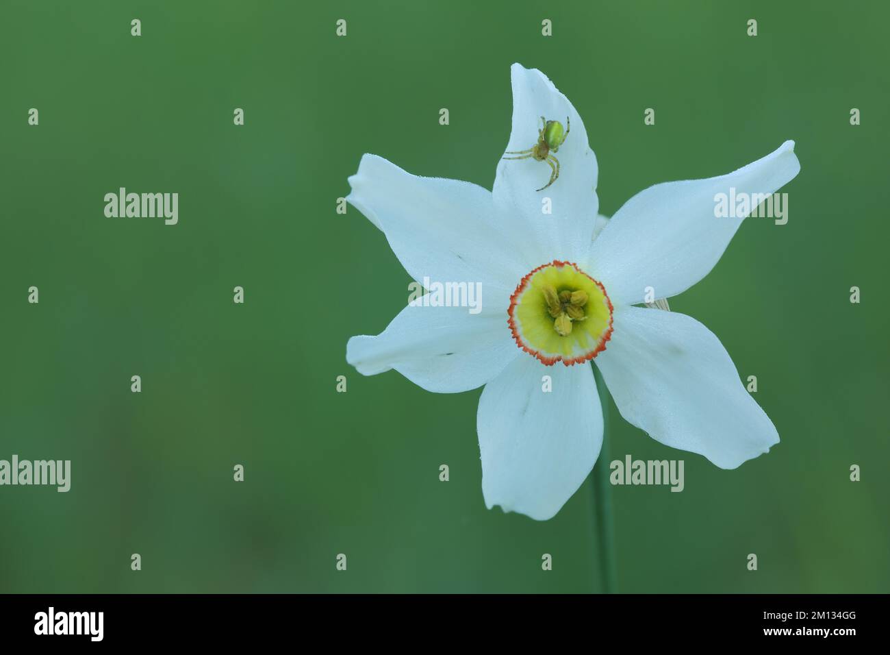 Poet's daffodil (Narcissus poeticus) with spider, Le Pont de Montvert ...