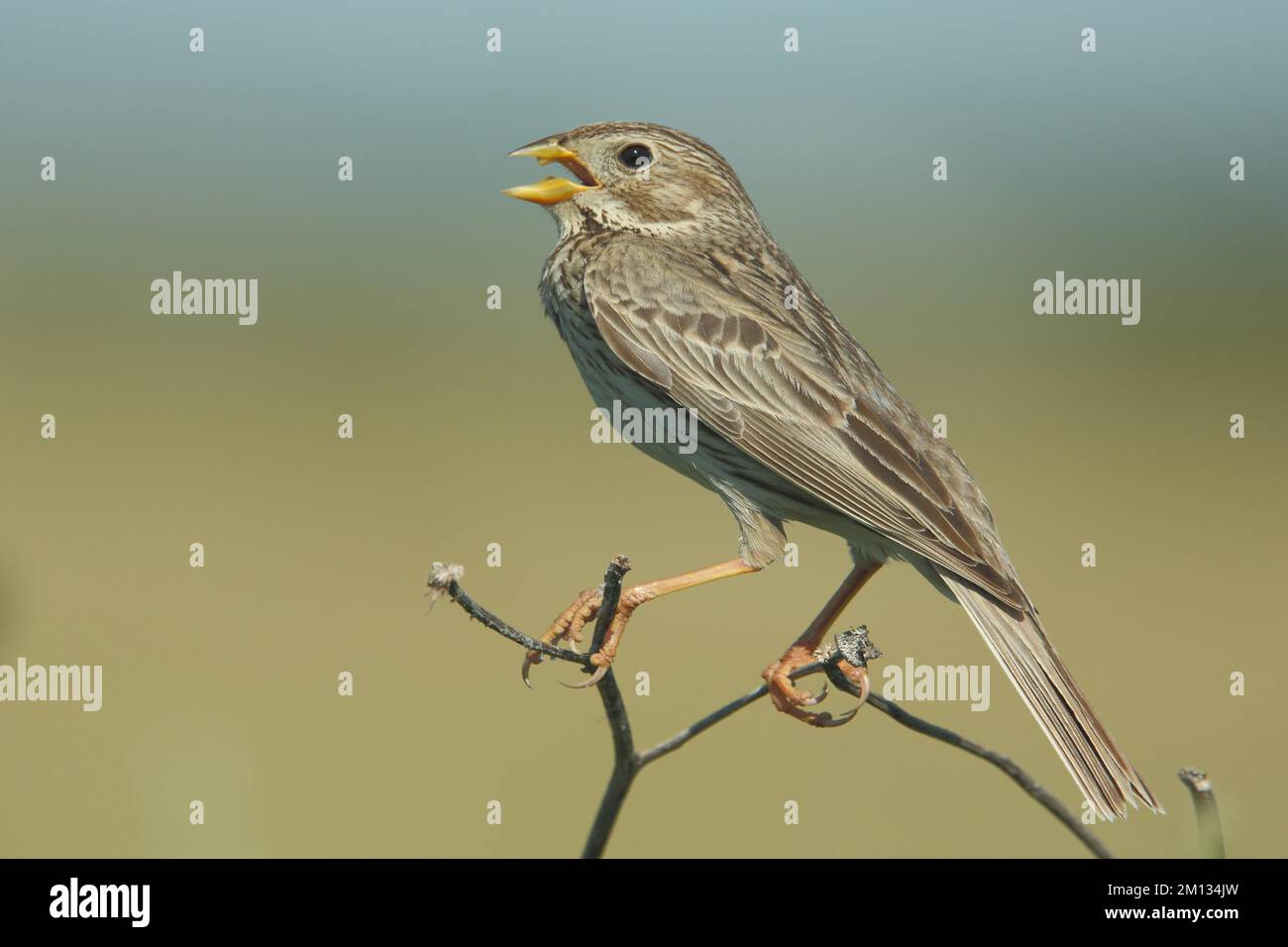 Corn Bunting (Miliaria calendra), screaming, beak, open, Kunpuszta ...